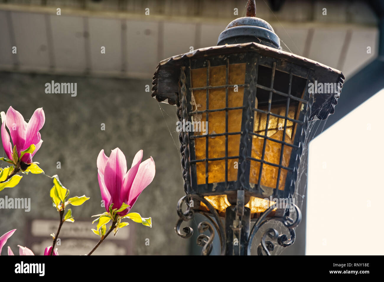 Street lamp and magnolia tree in bloom. Lantern and blossoming flowers ...