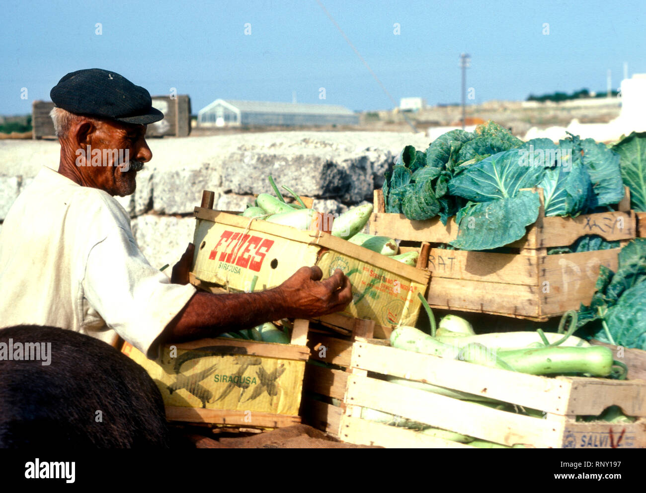 An elderly Maltese farmer harvesting his vegetable crop, 1978 Stock ...