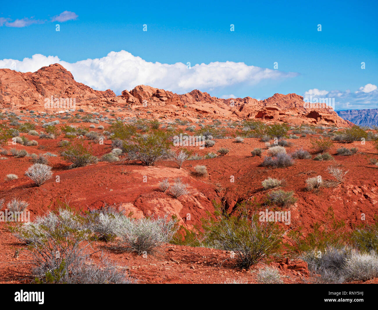 Desert landscape with red rocks, plants landscape, and blue sky Stock ...