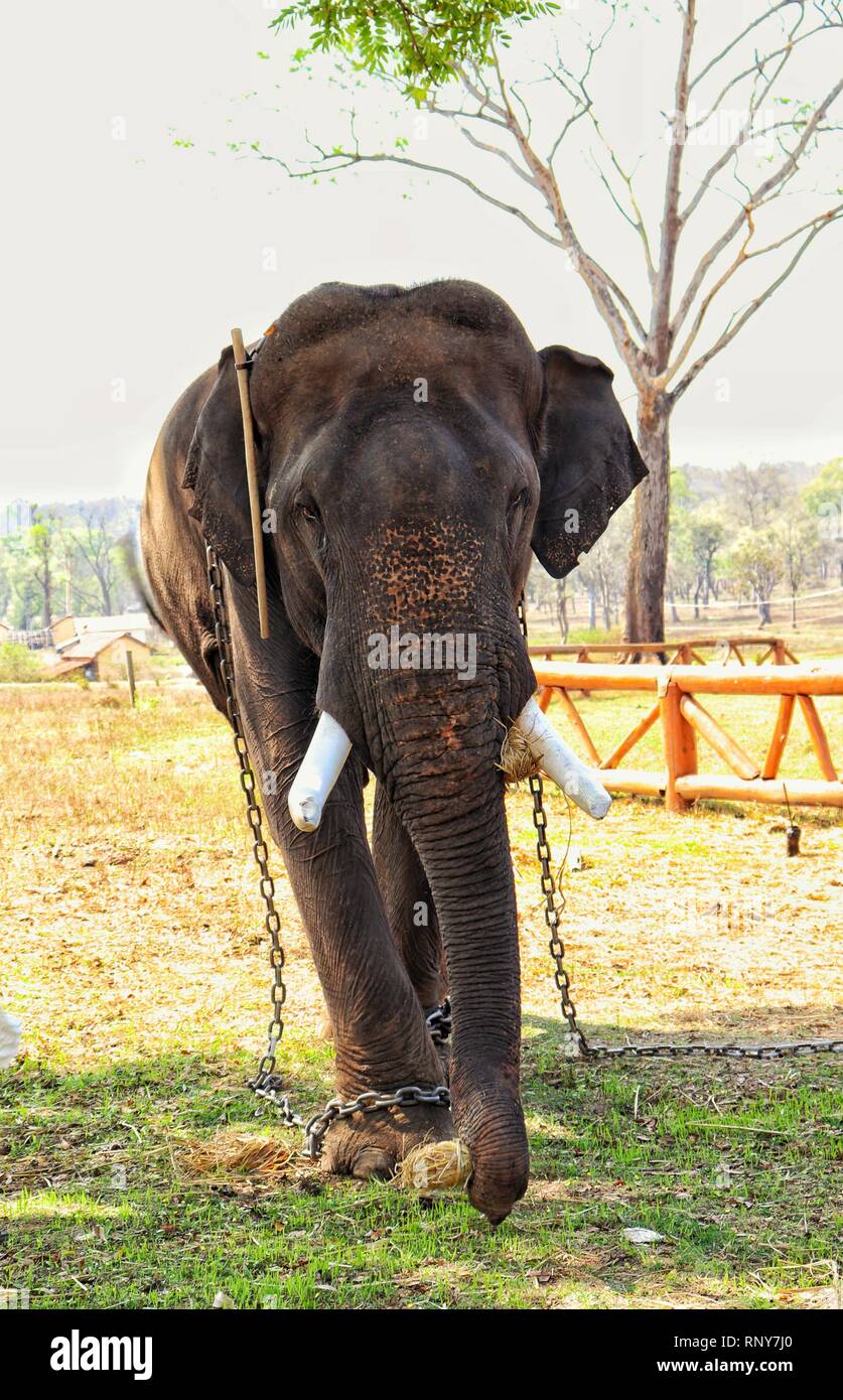 Solo angry elephant,stepping Stock Photo - Alamy