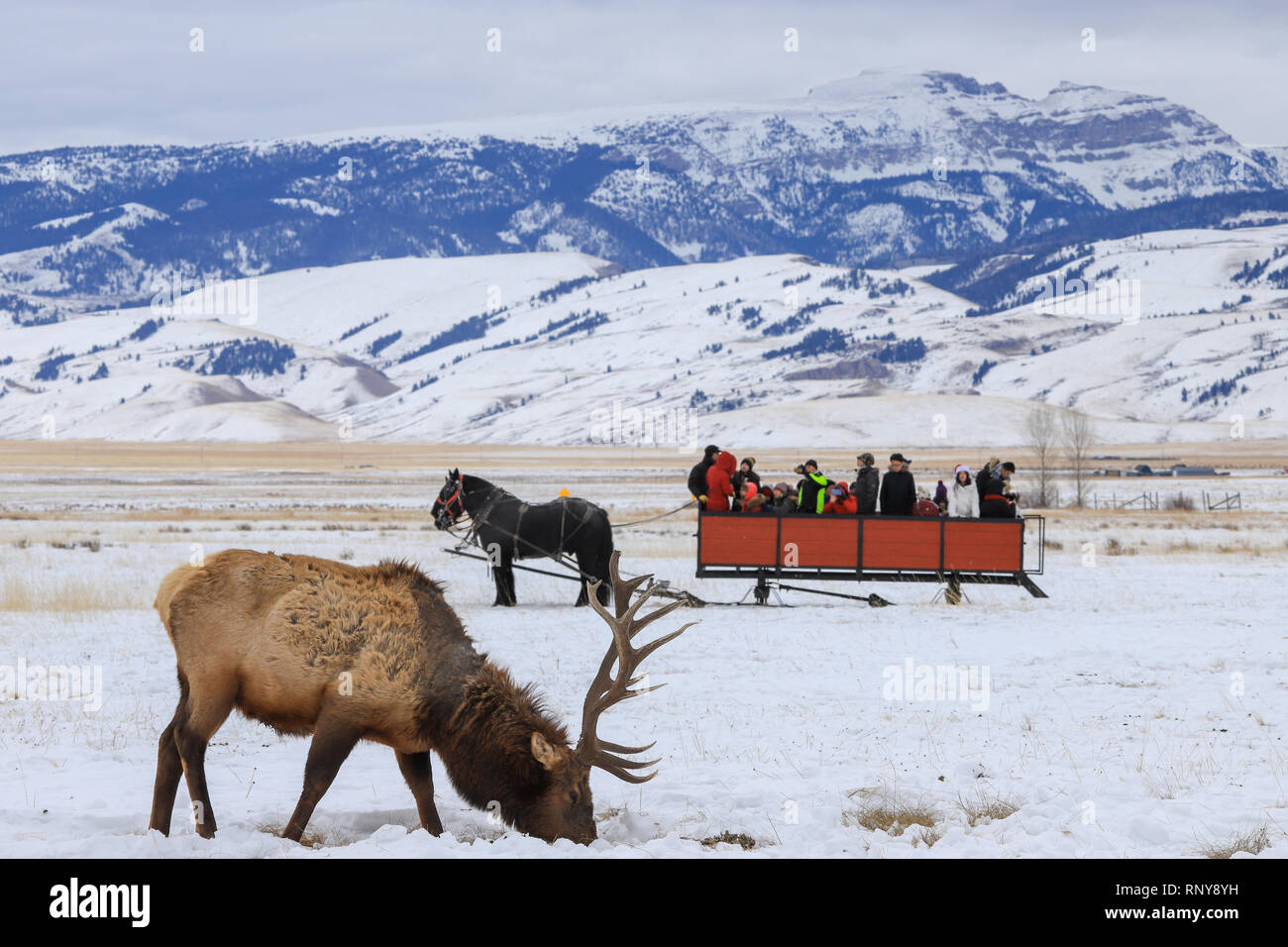 Jackson national elk refuge hi-res stock photography and images - Alamy