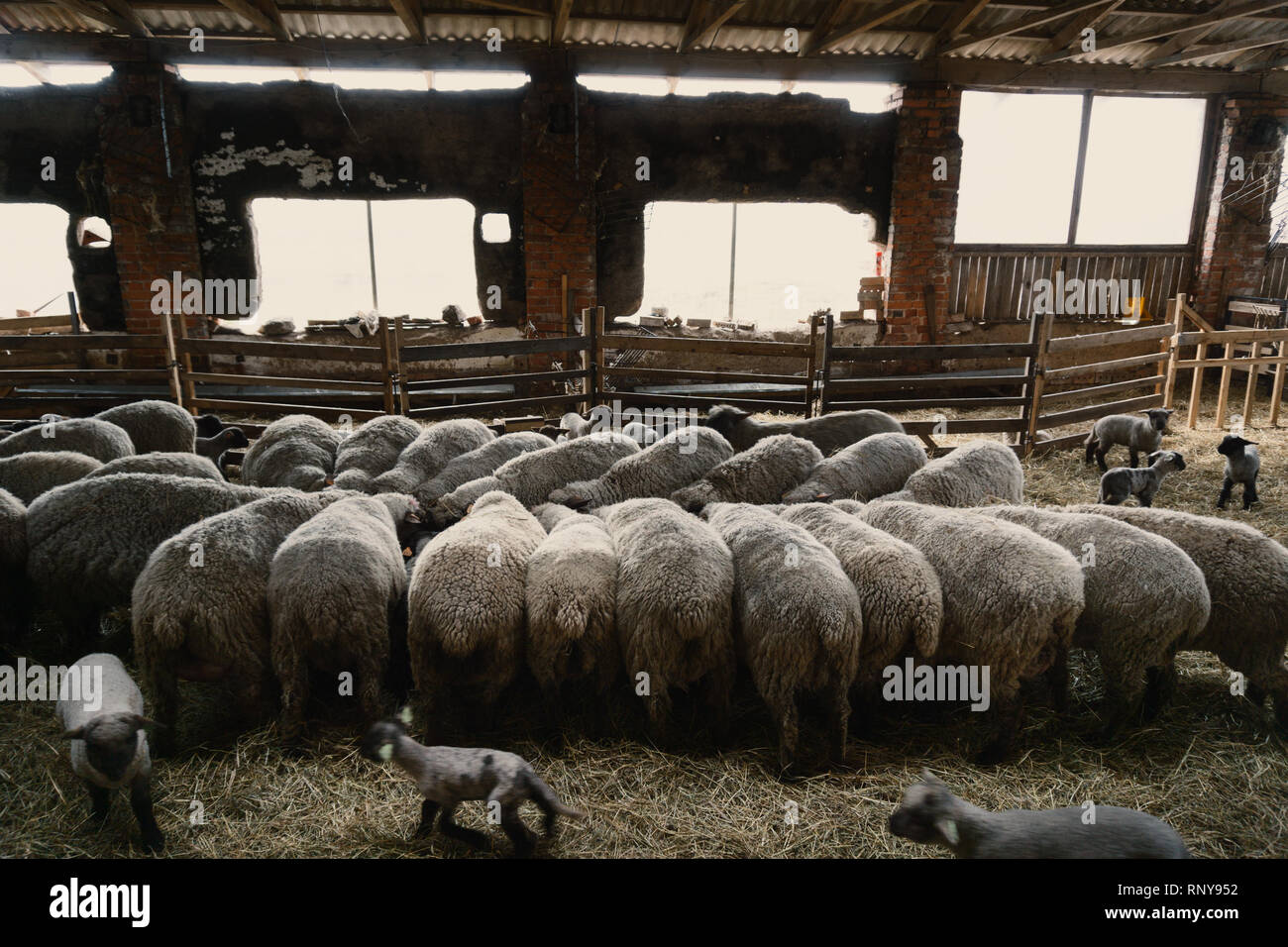 Sheep shed hi-res stock photography and images - Alamy