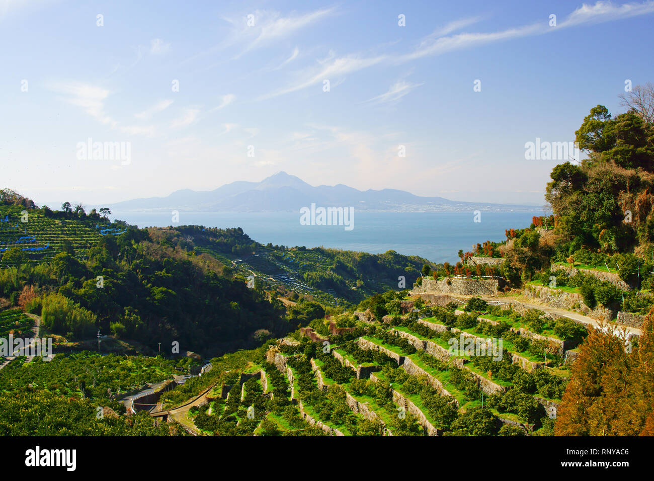 Citrus unshiu fields with Mt. Fugen in background Stock Photo - Alamy