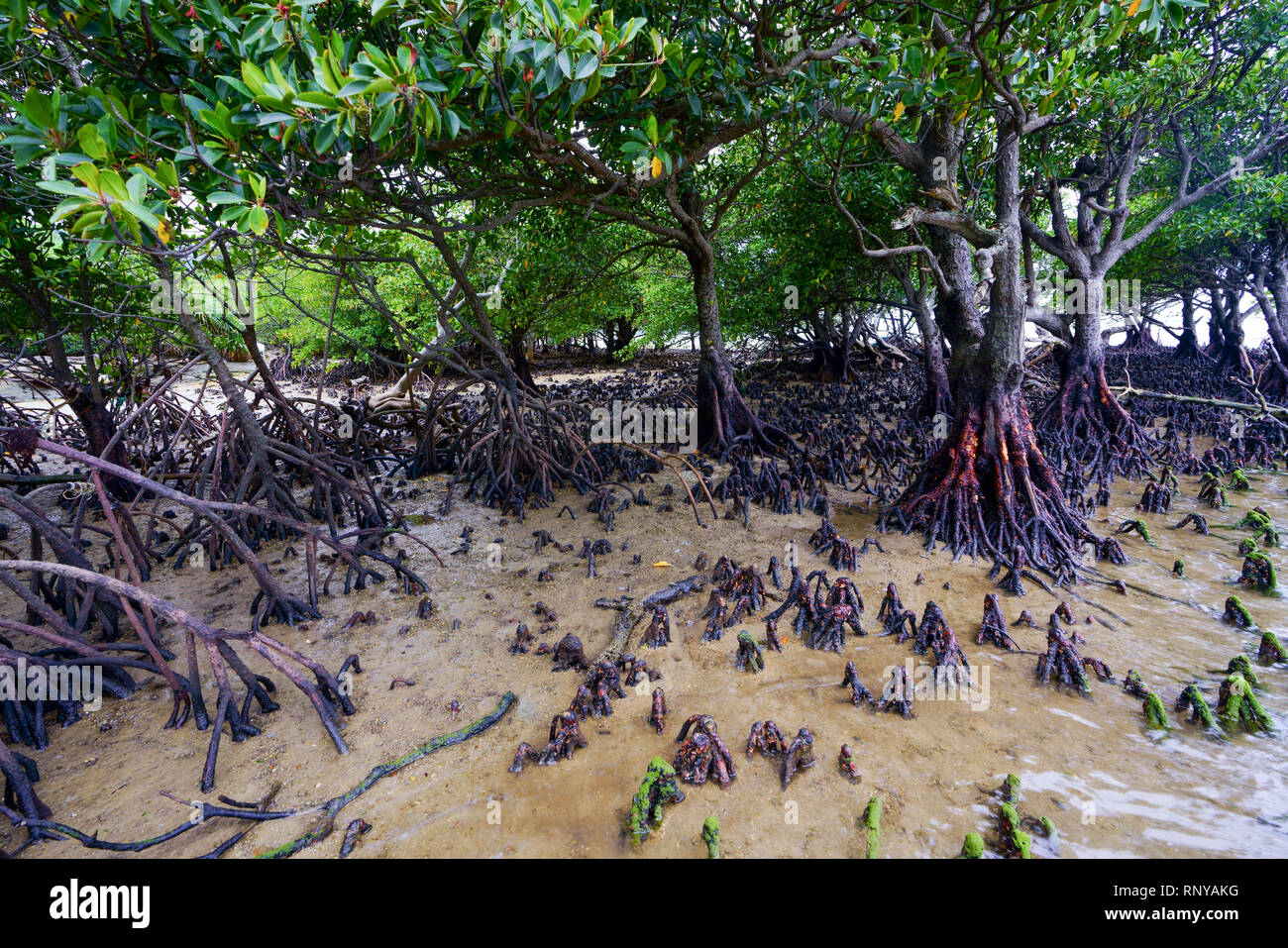 Mangrove forest at low tide Stock Photo - Alamy