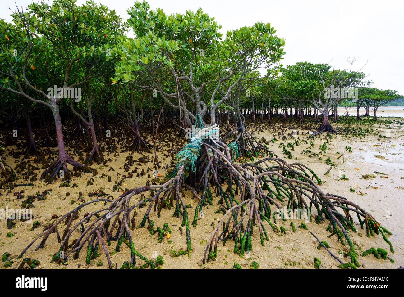 Mangrove forest at low tide Stock Photo - Alamy