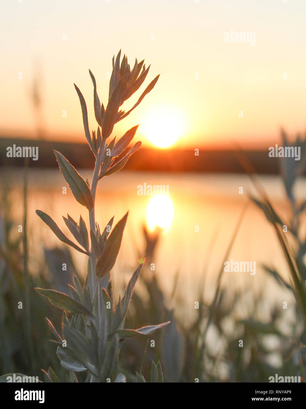 This picture is of sagebrush in front of a lake while the sun is ...