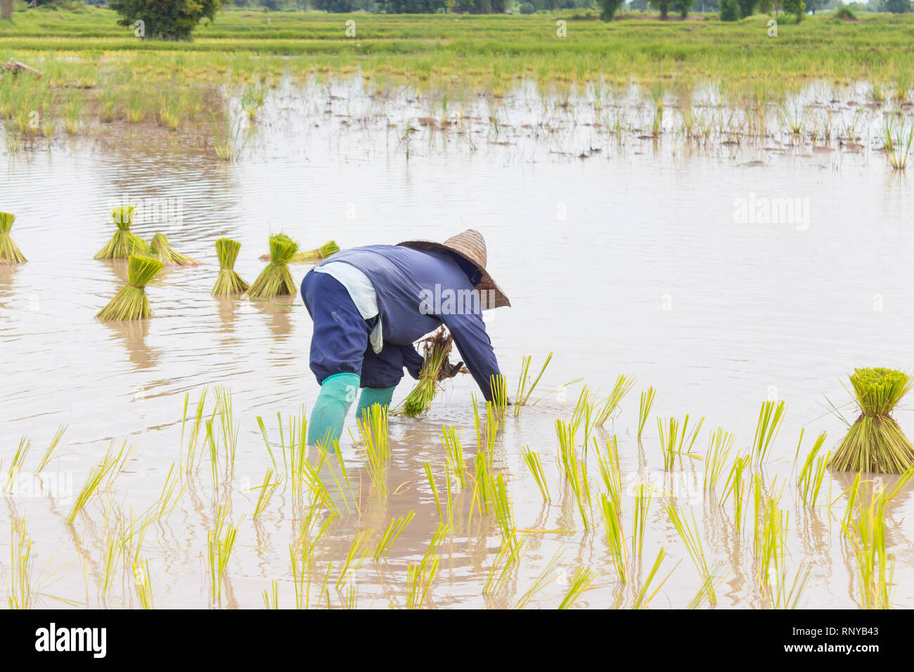 Farmer transplant rice seedlings in hi-res stock photography and images ...