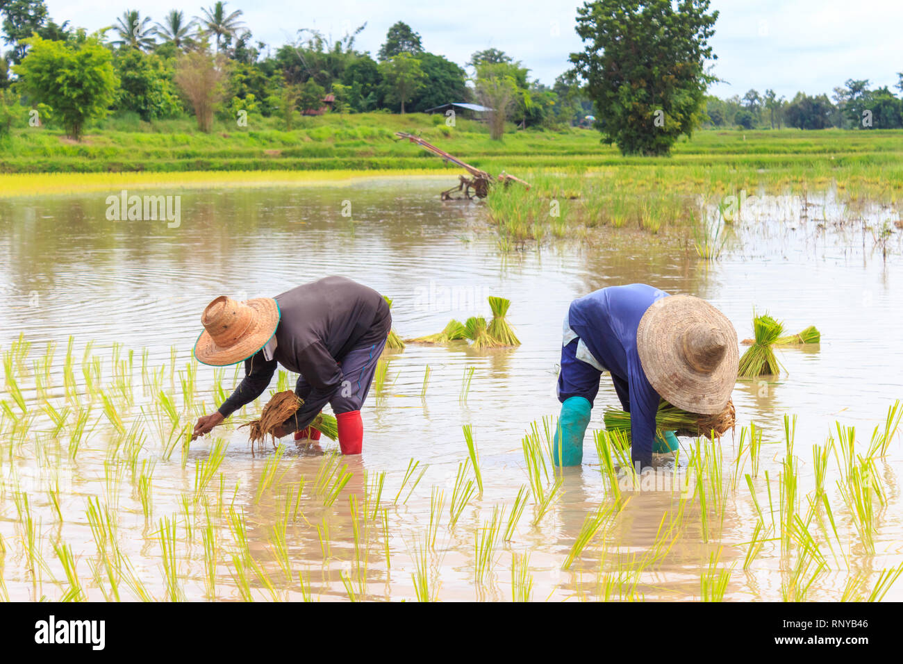 Transplant rice hi-res stock photography and images - Alamy