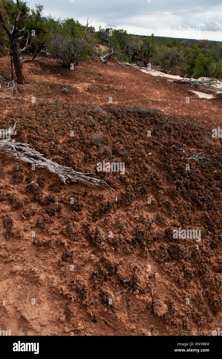Cryptobiotic soil crust in Natural Bridges National Monument in ...