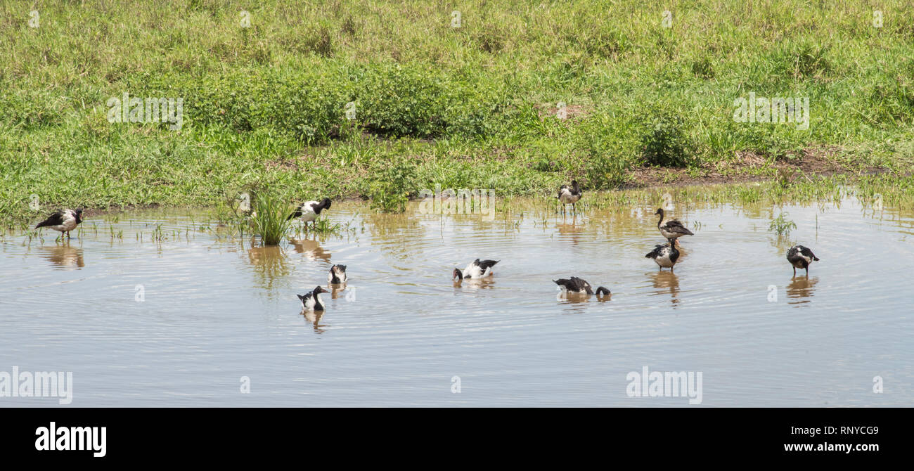 Wild magpie geese feeding and wading in wetland area with native ...
