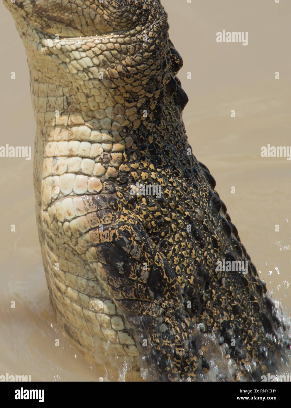 Skin texture saltwater crocodile hi-res stock photography and images ...