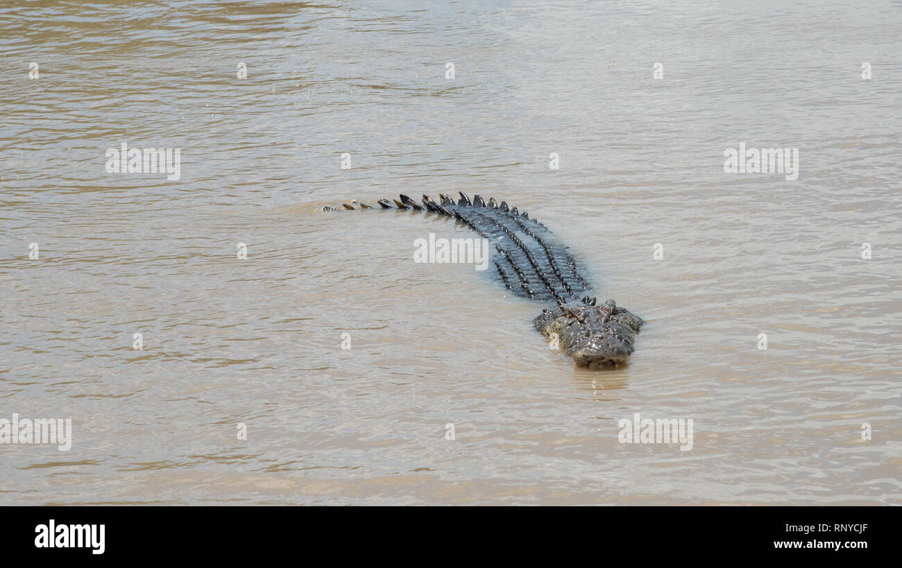 Saltwater crocodile swimming on the water surface in the Adelaide River ...