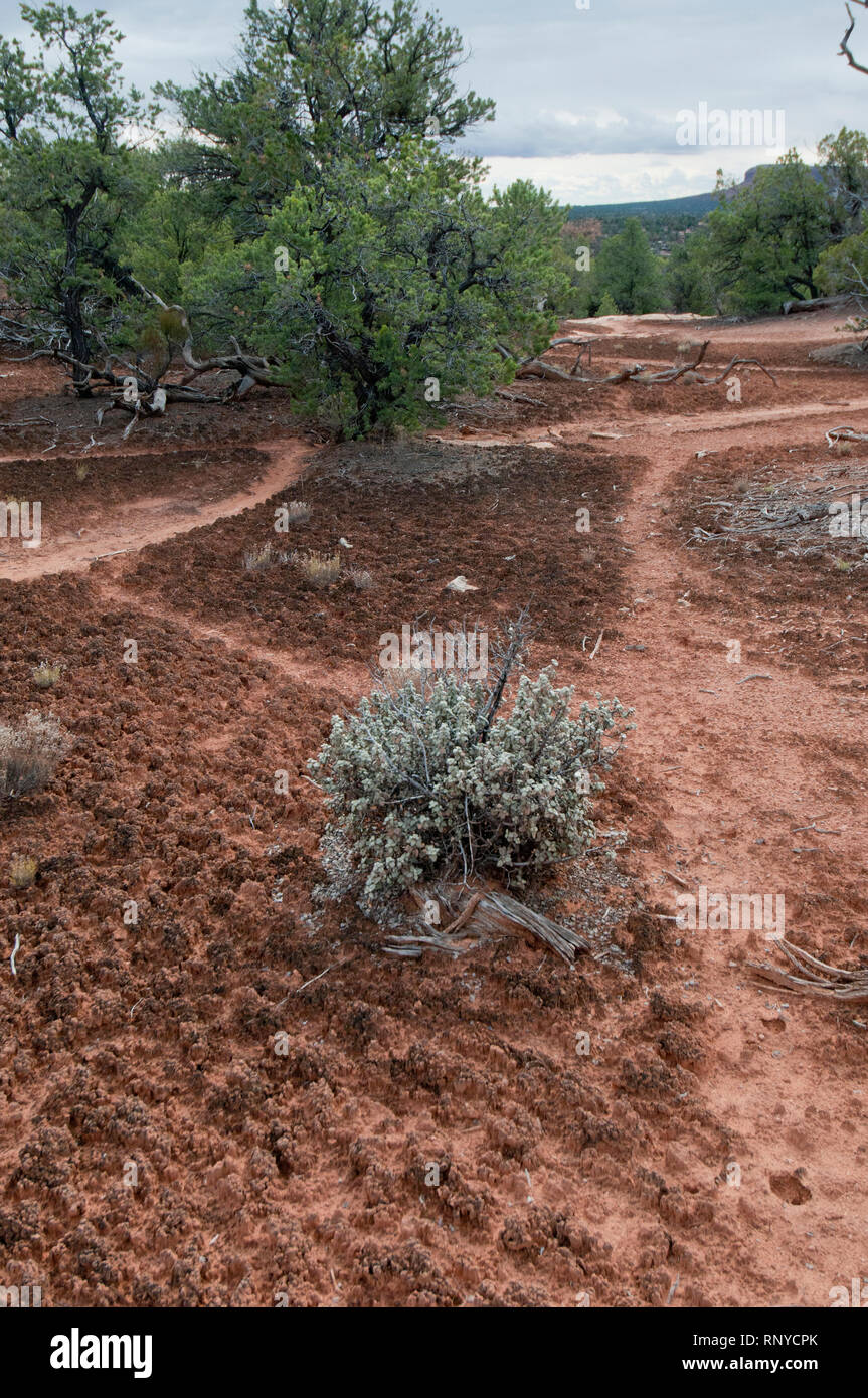 Cryptobiotic soil crust in Natural Bridges National Monument in ...