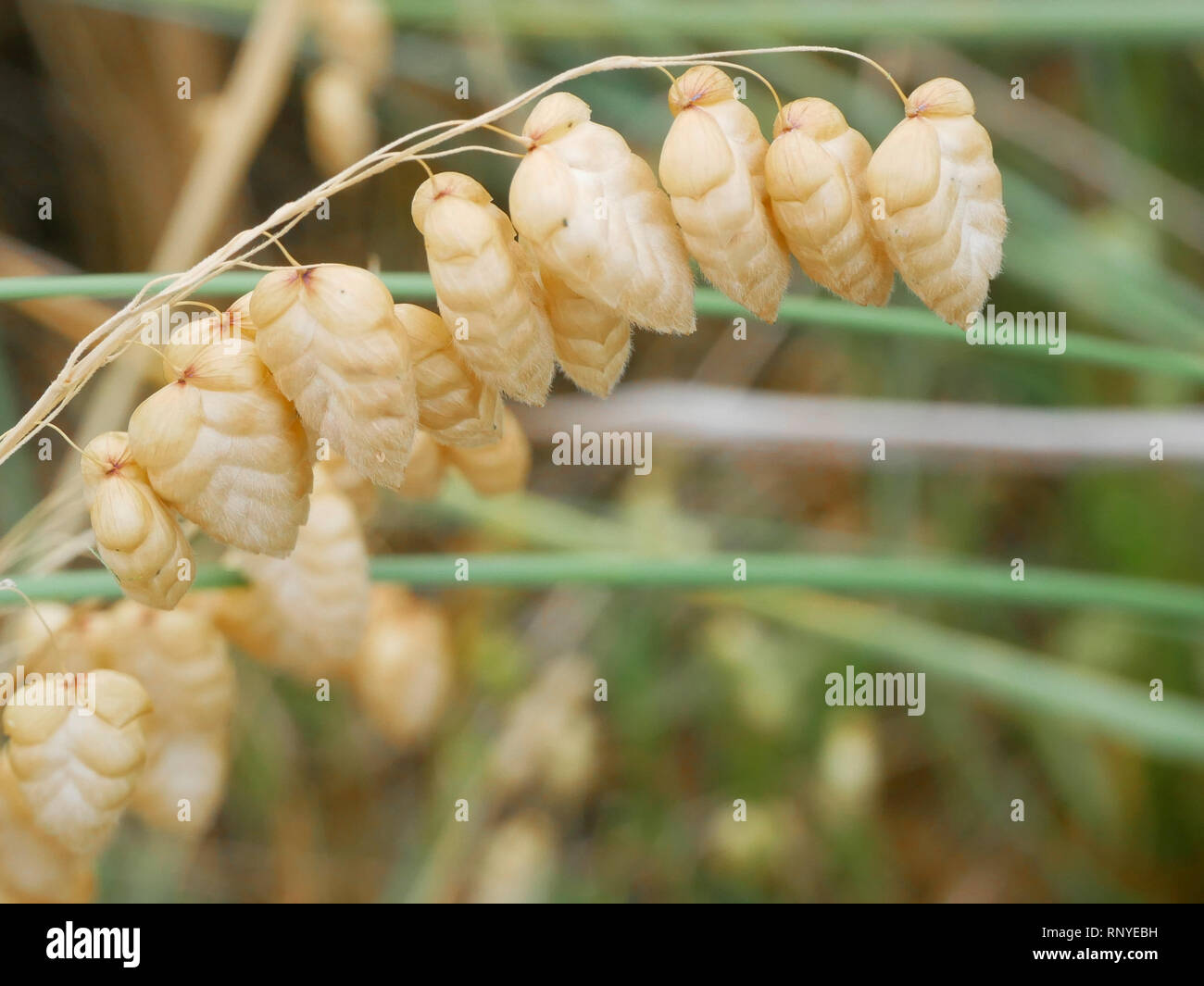 Grass grains hi-res stock photography and images - Alamy
