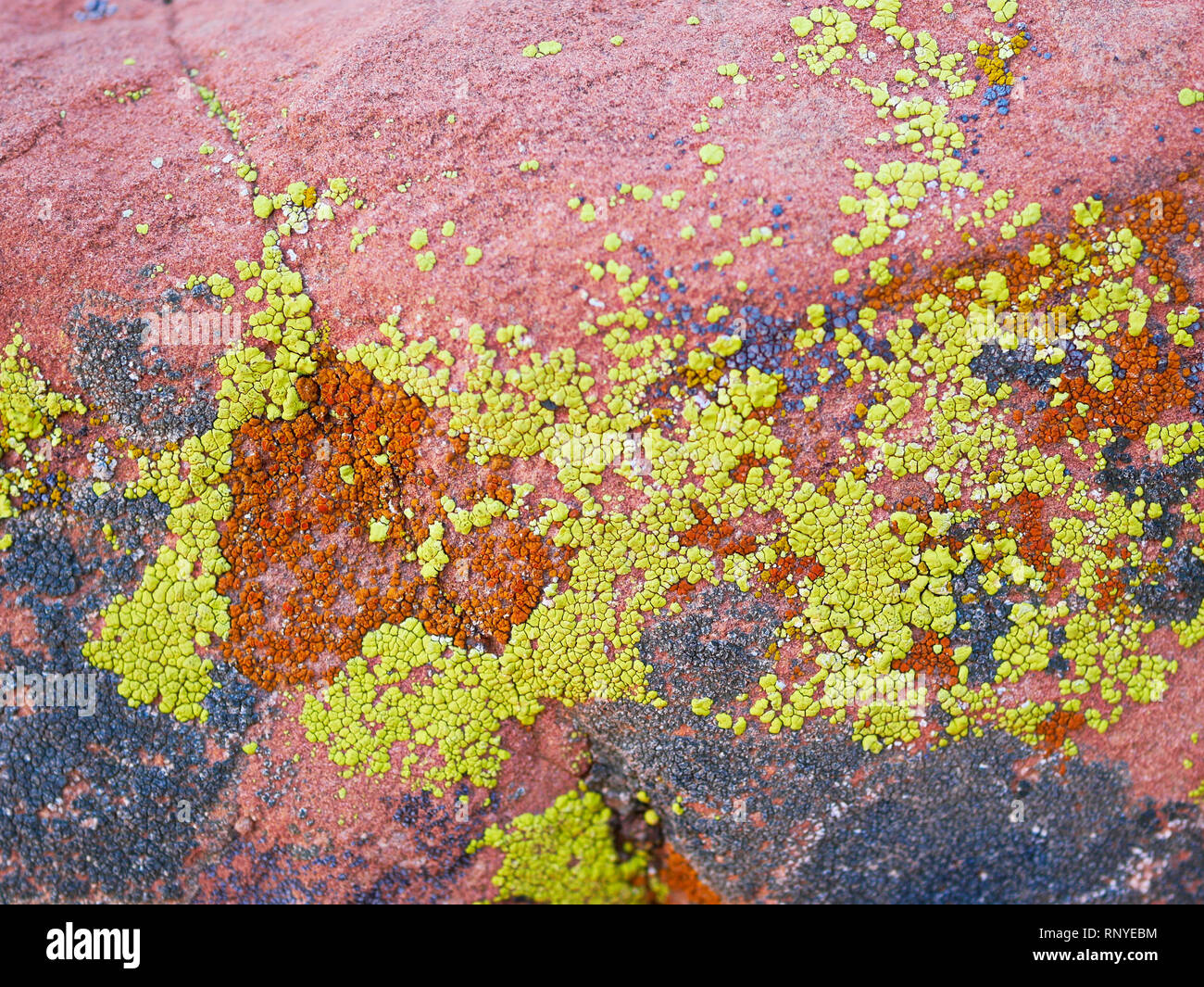 Lichen in the desert hi-res stock photography and images - Alamy