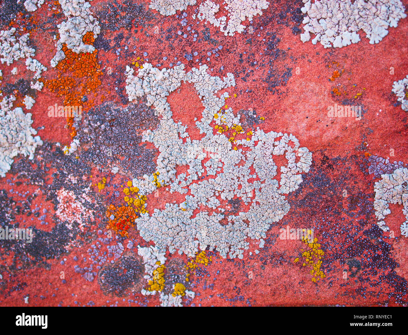 Lichen in the desert hi-res stock photography and images - Alamy