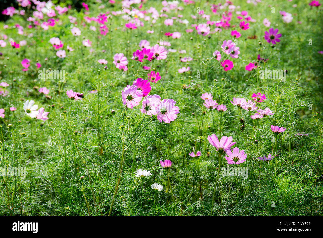 Cosmos flower with beautiful in the garden Stock Photo - Alamy