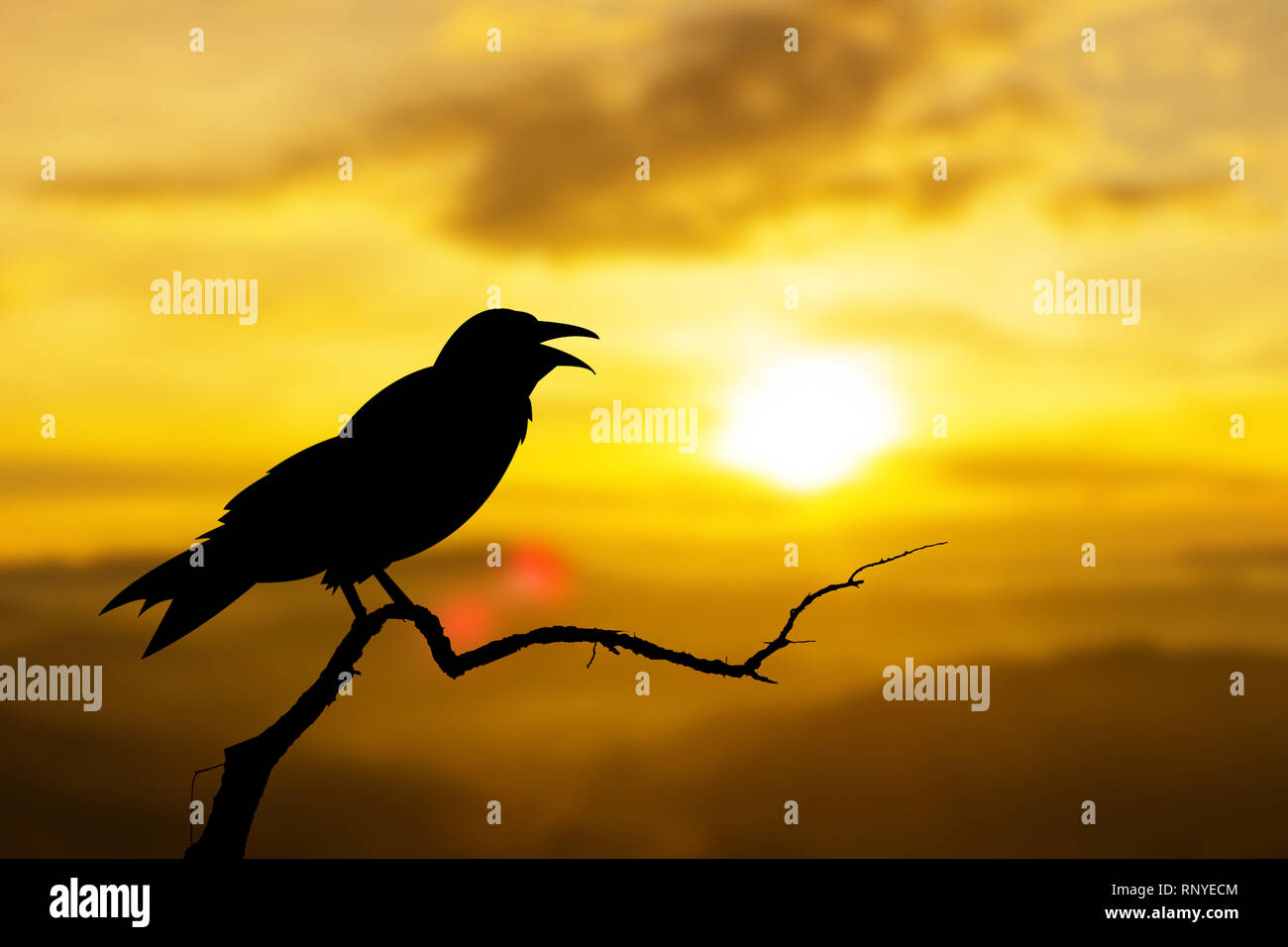 sunset nature crows birds sitting on the tree Stock Photo - Alamy
