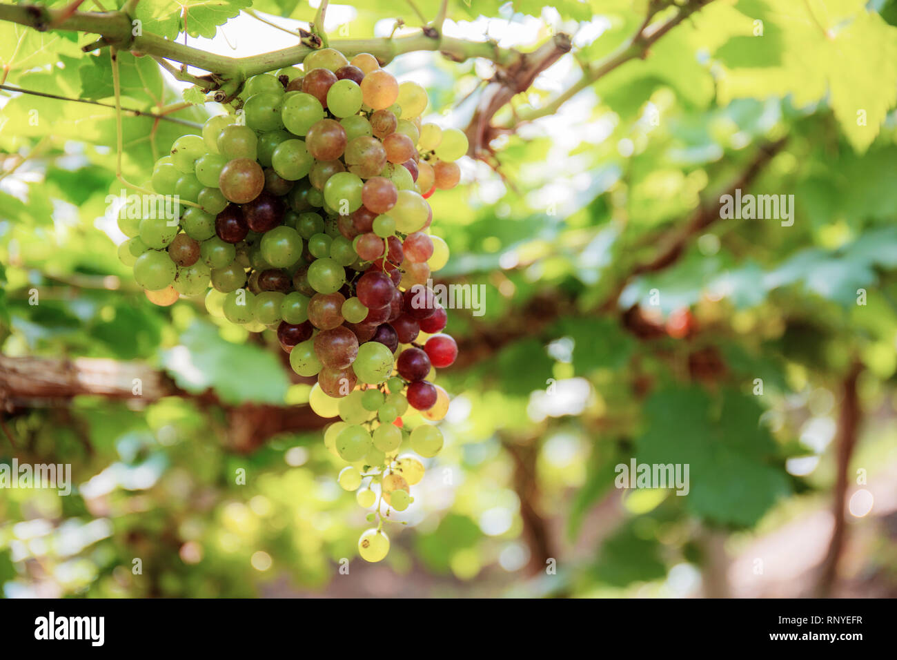 Grapes on tree at sunlight in farm of Thailand Stock Photo - Alamy