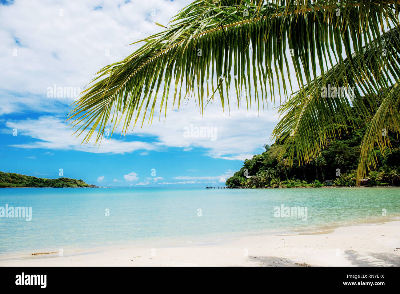 Palm leaves on beach with the sunlight Stock Photo - Alamy