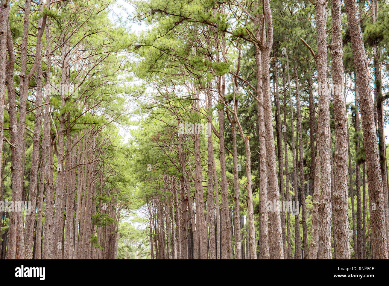 Pine tree with beautiful of nature in the winter Stock Photo - Alamy