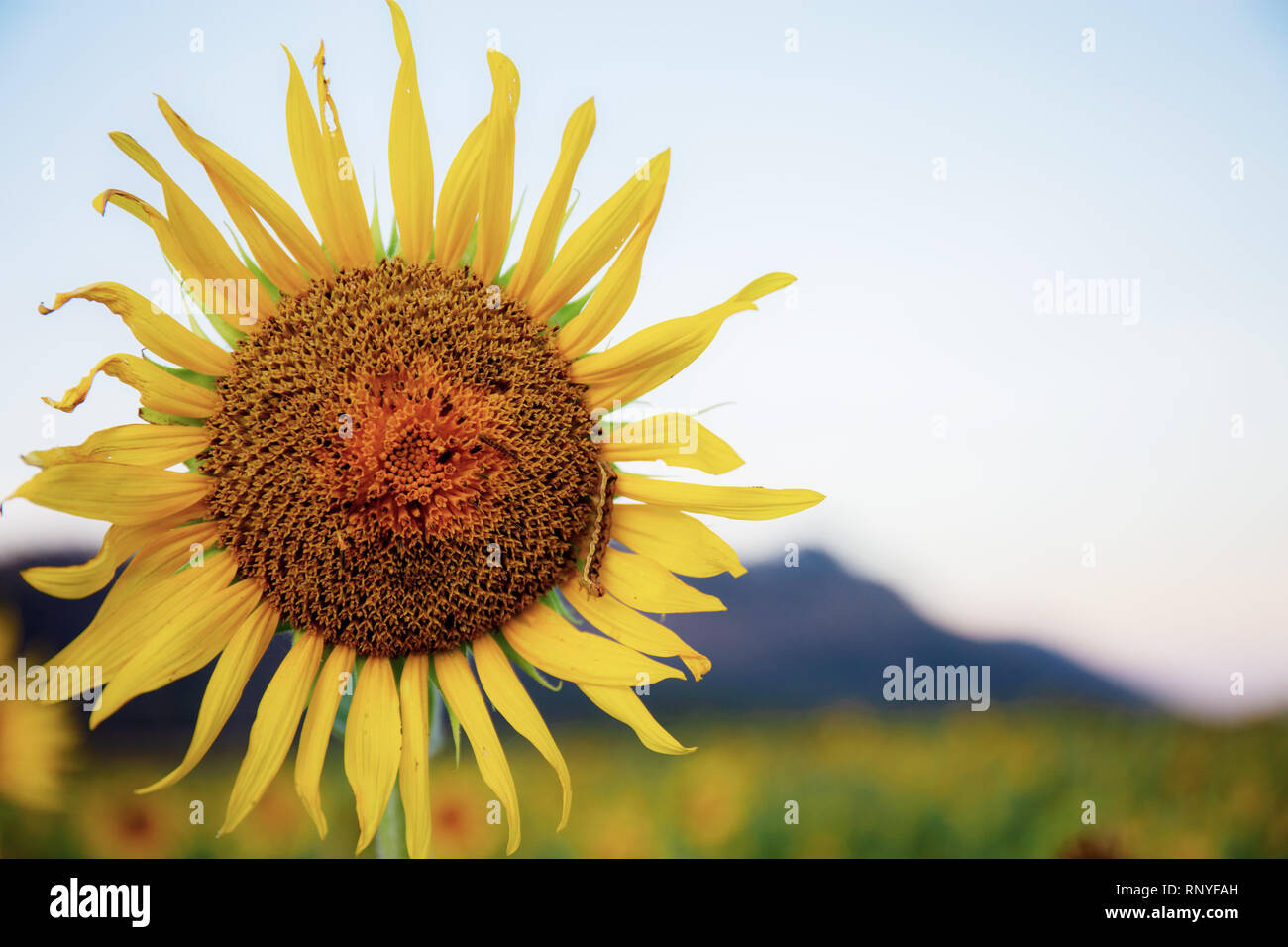 Worm seed hi-res stock photography and images - Alamy