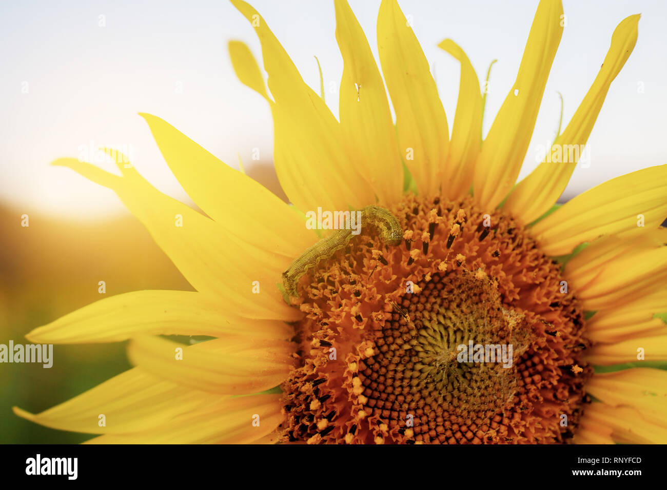 Sunflower and worm on pollen with texture at the sunlight Stock Photo ...