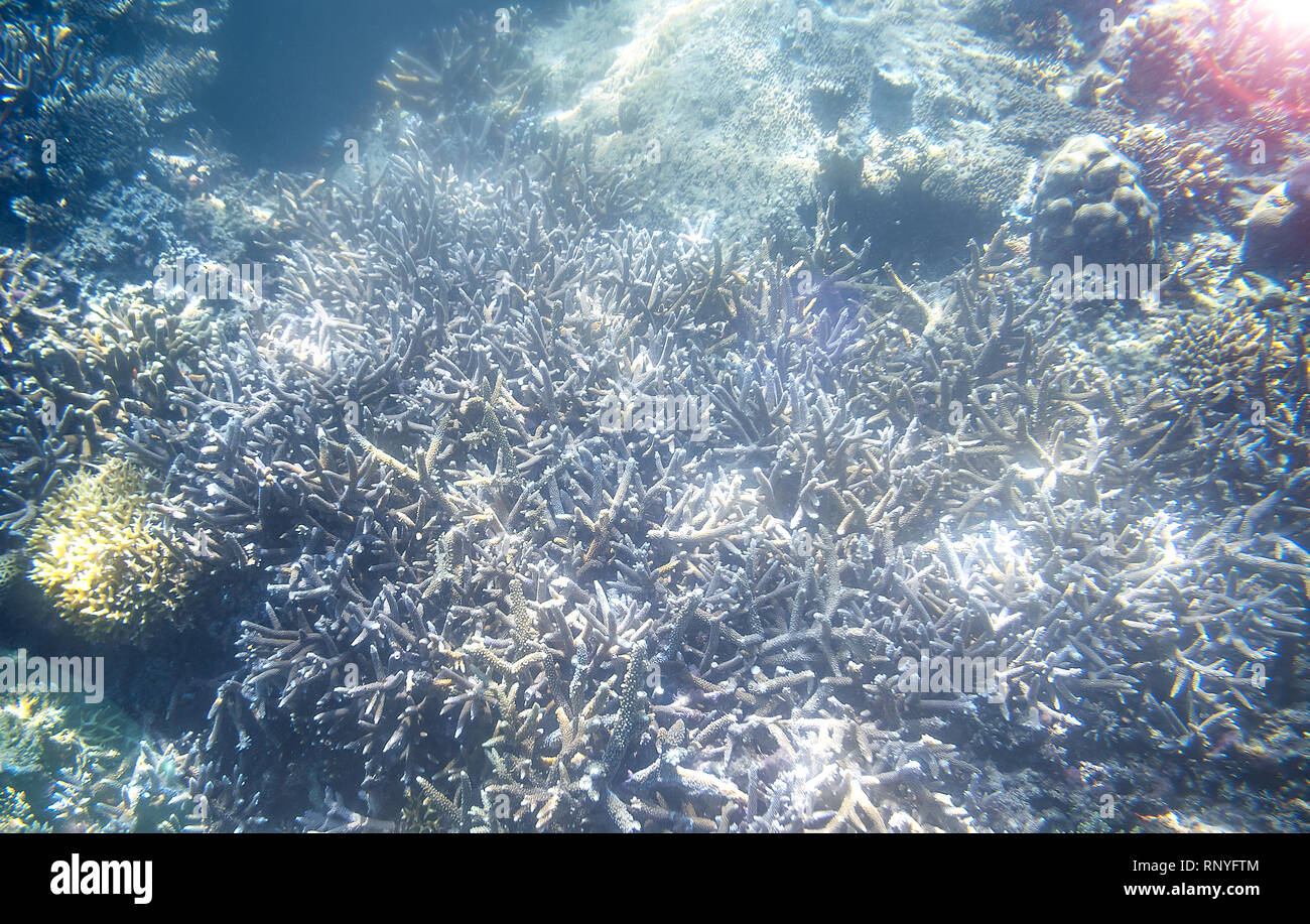 Underwater view seabed close up hi-res stock photography and images - Alamy