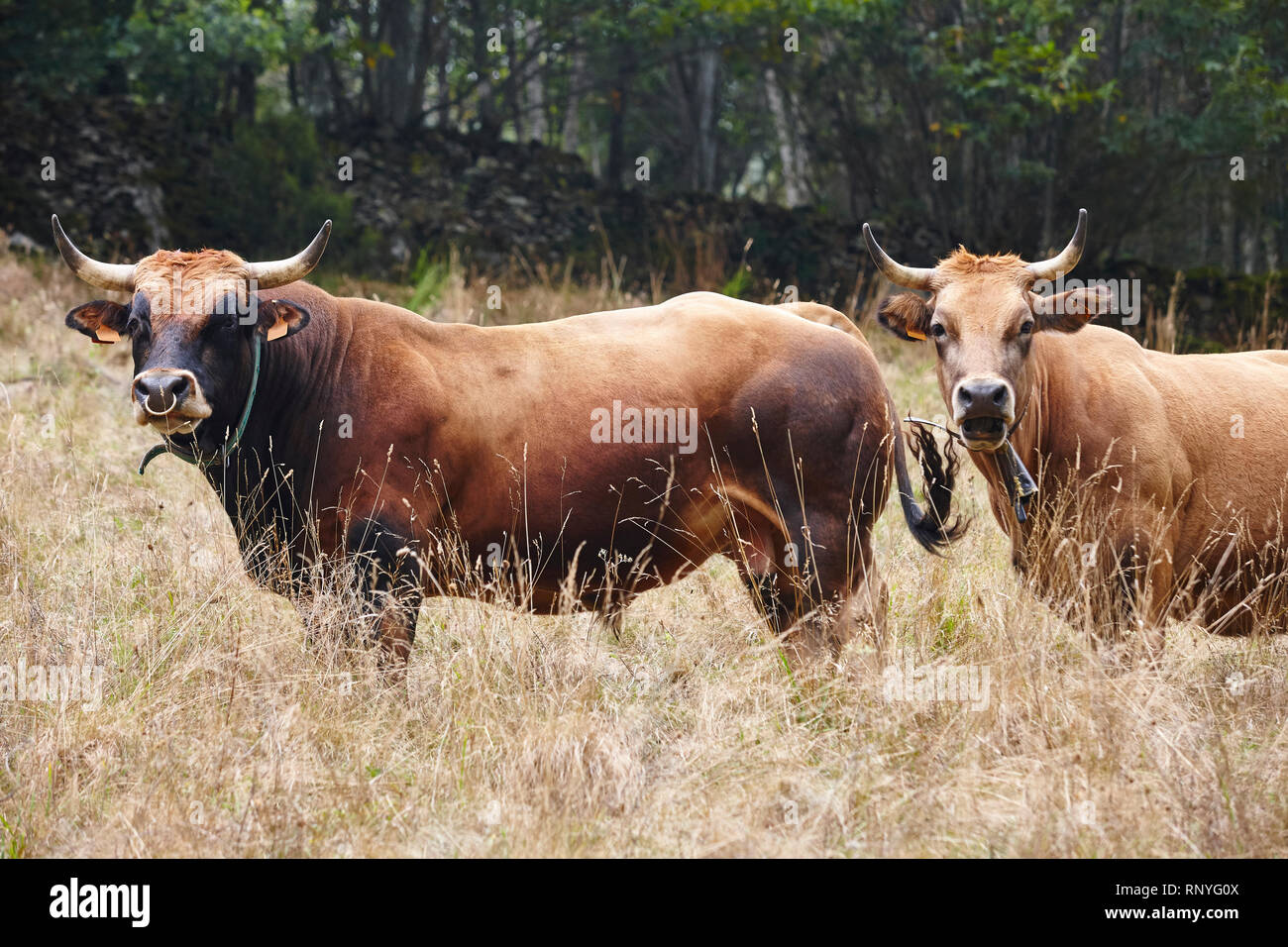 Cow and bull in the countryside. Cattle, livestock. Mammal Stock Photo ...