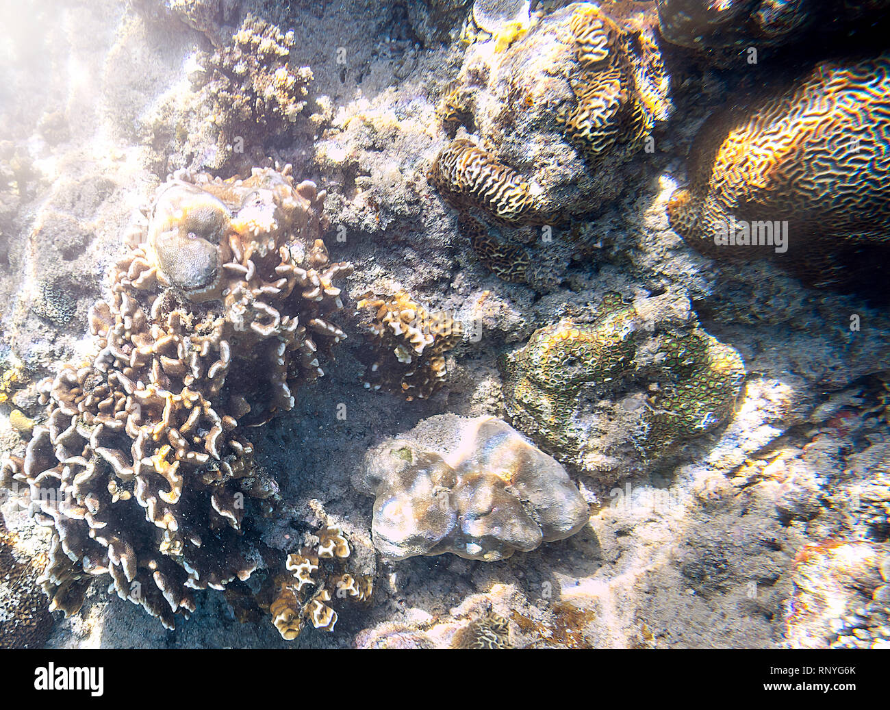 Snorkeling exploring underwater view - beautiful underwater antler ...