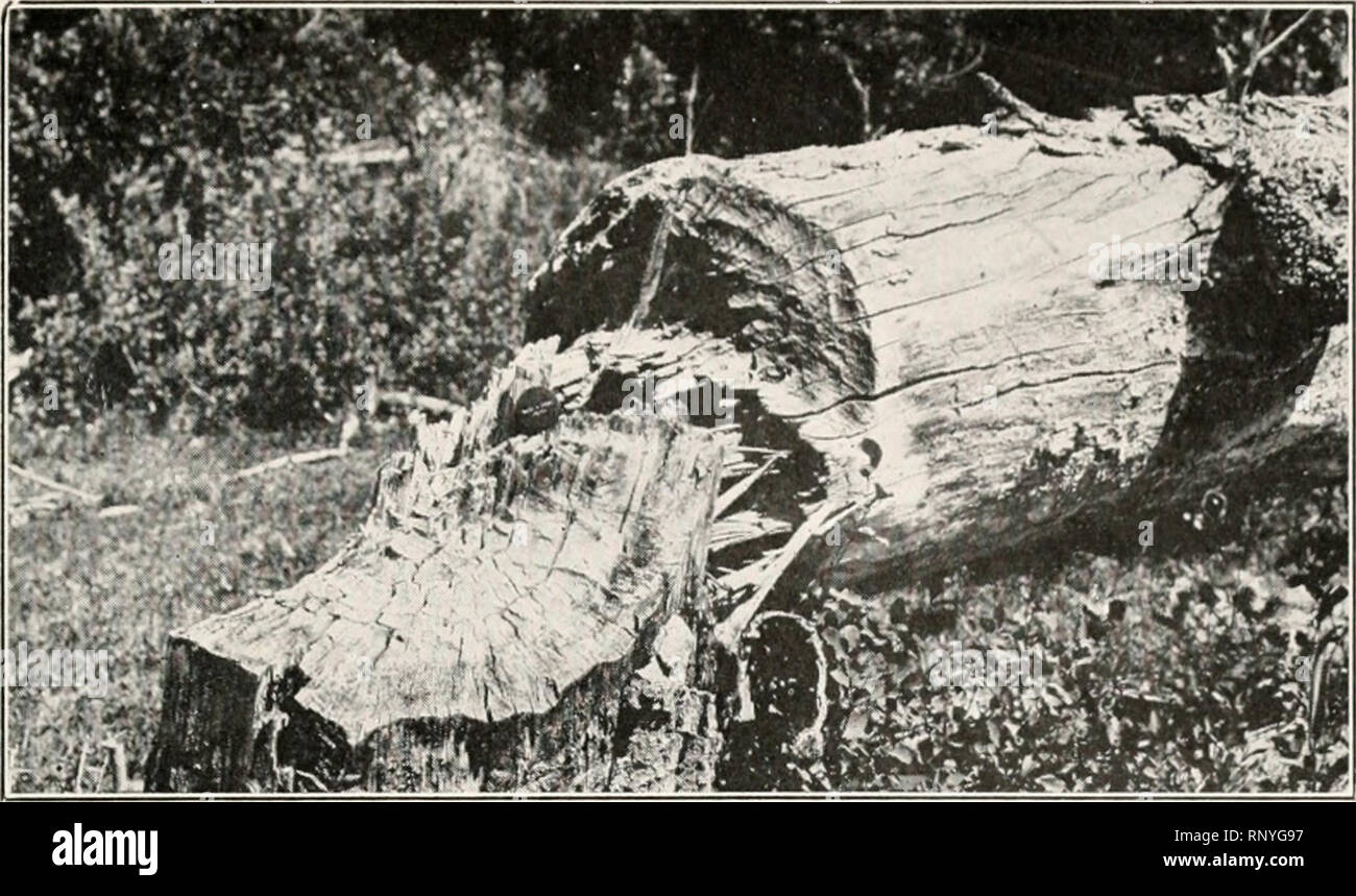 Beavers importance hi-res stock photography and images - Alamy