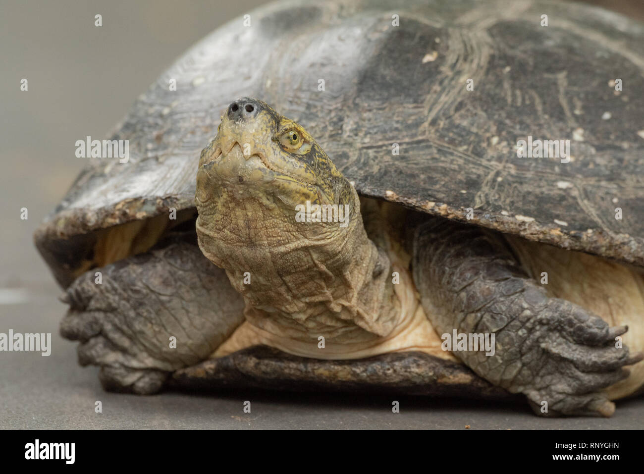 Neck stretching turtle hi-res stock photography and images - Alamy