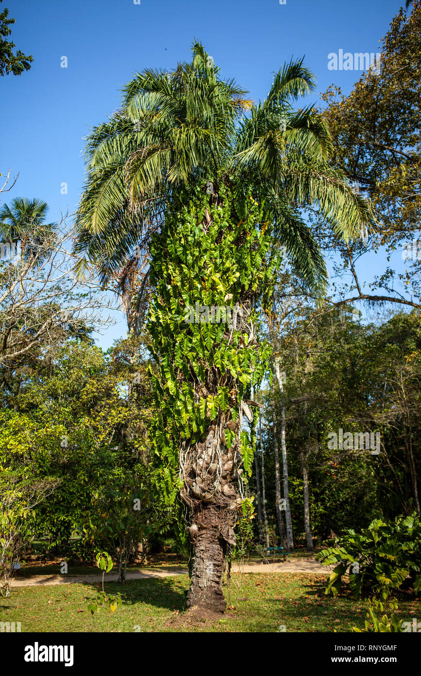 Botanical examples hi-res stock photography and images - Alamy