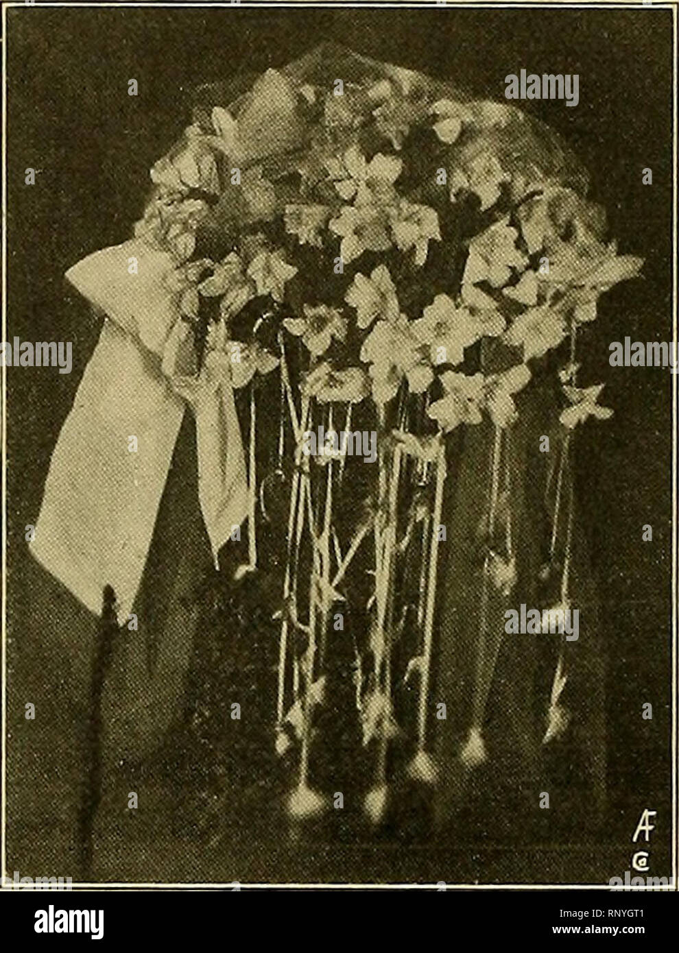 Ralph moore roses hi-res stock photography and images - Alamy