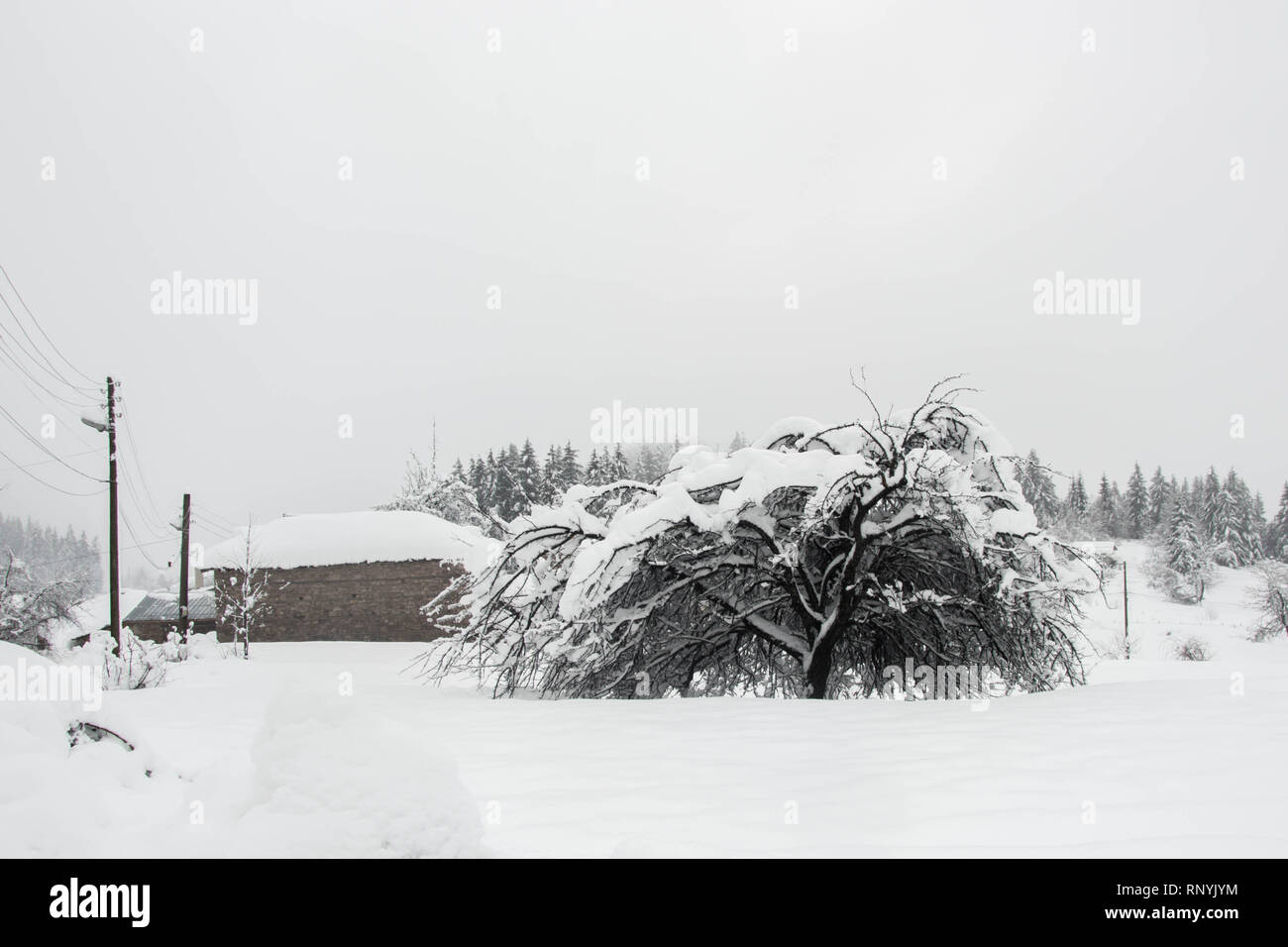 Single snow covered tree in winter mountain scene, winter resort ...