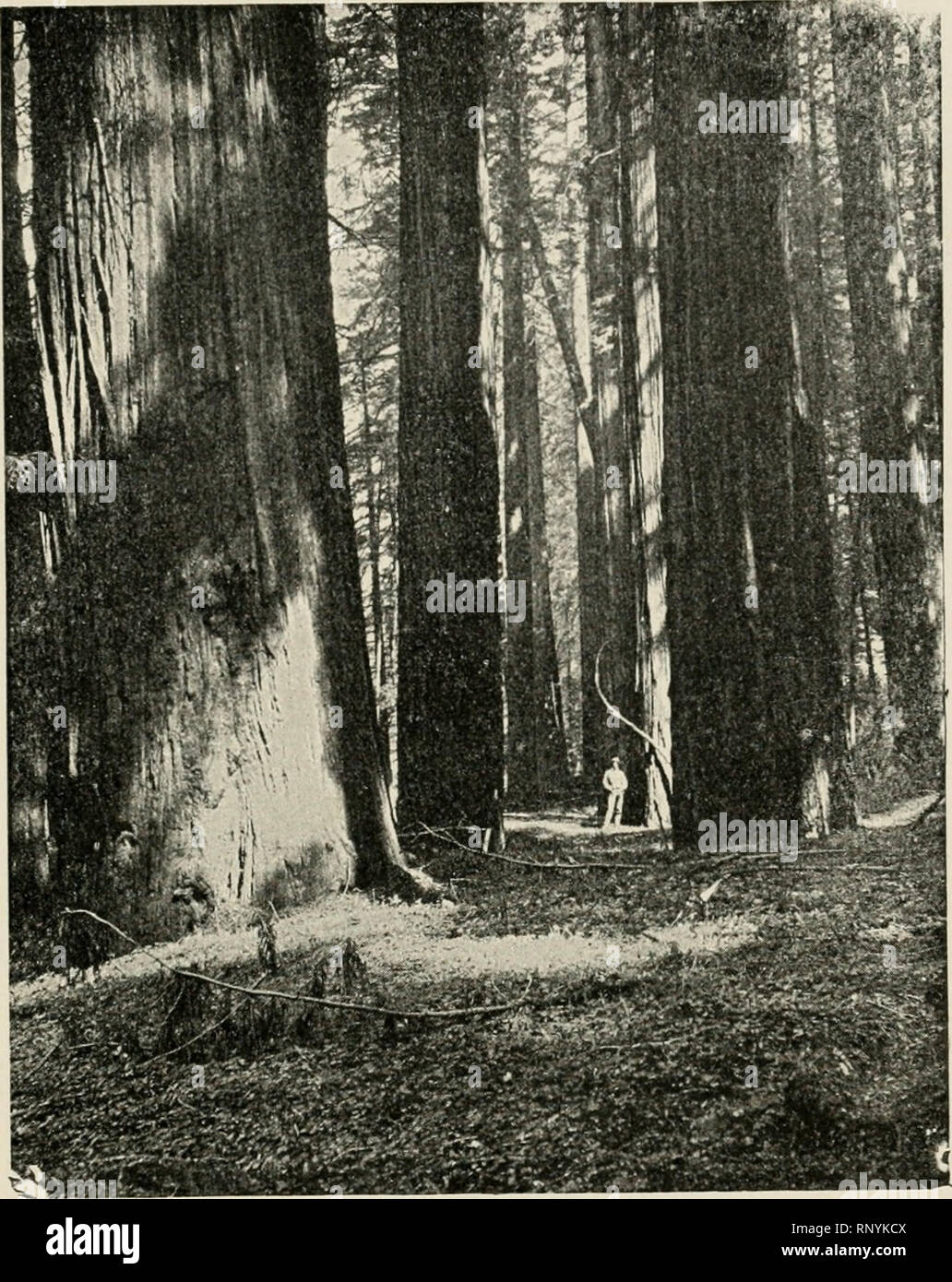 Redwood trees i hi-res stock photography and images - Alamy