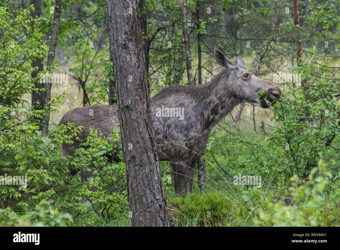 Moose eating twig hi-res stock photography and images - Alamy