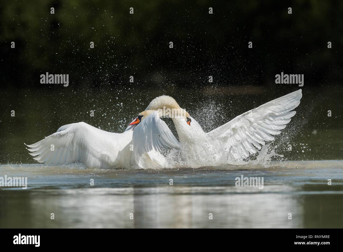 Adult swans fighting hi-res stock photography and images - Alamy