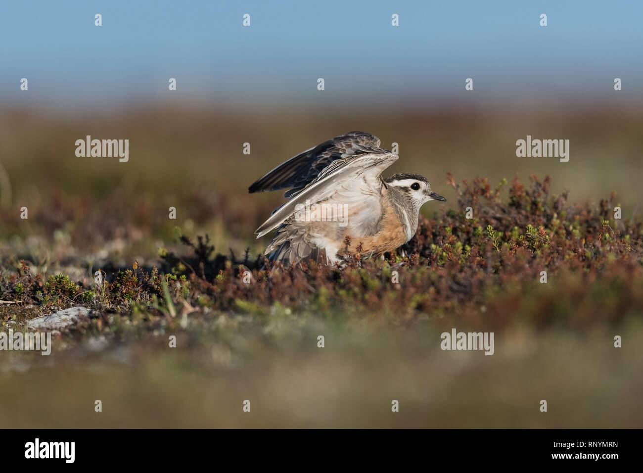 Dotterel wing hi-res stock photography and images - Alamy