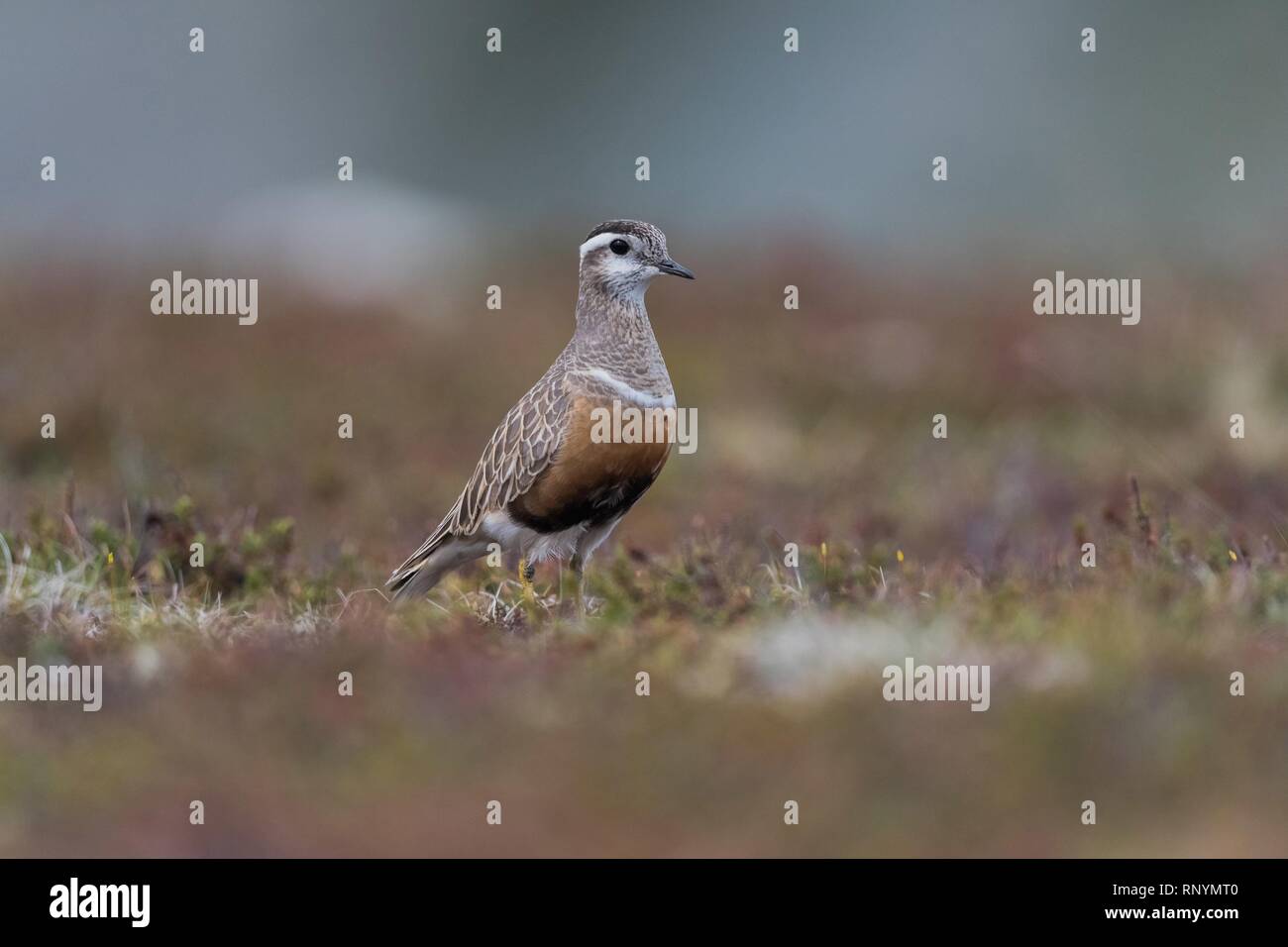 Dotterels hi-res stock photography and images - Alamy