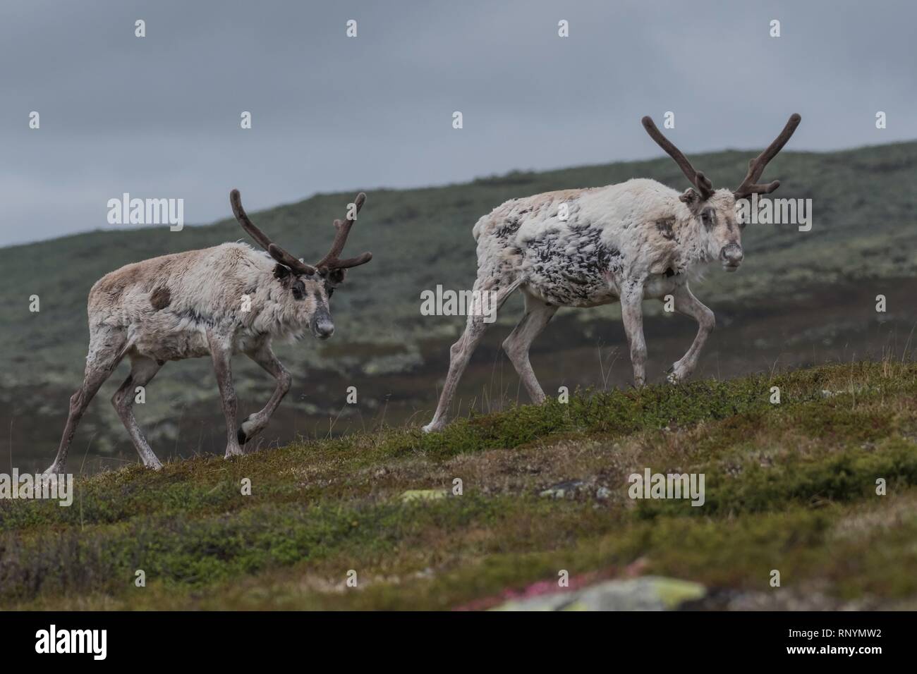 Action of two reindeer hi-res stock photography and images - Alamy