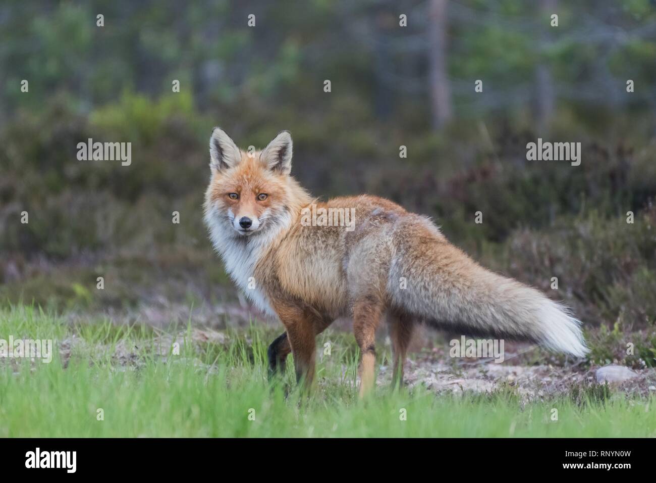 Red fox vulpes vulpes at forest edge hi-res stock photography and ...