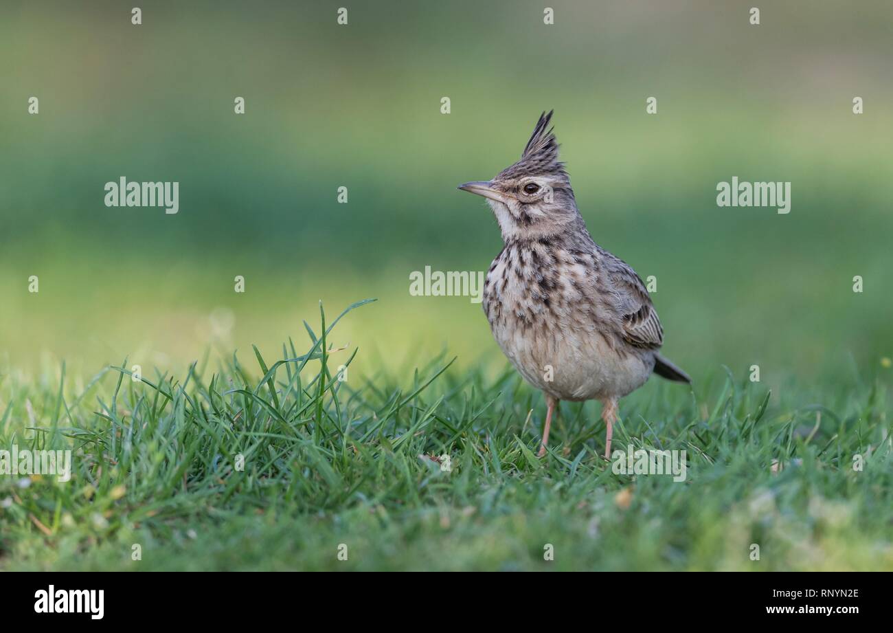 Larks meadow hi-res stock photography and images - Alamy