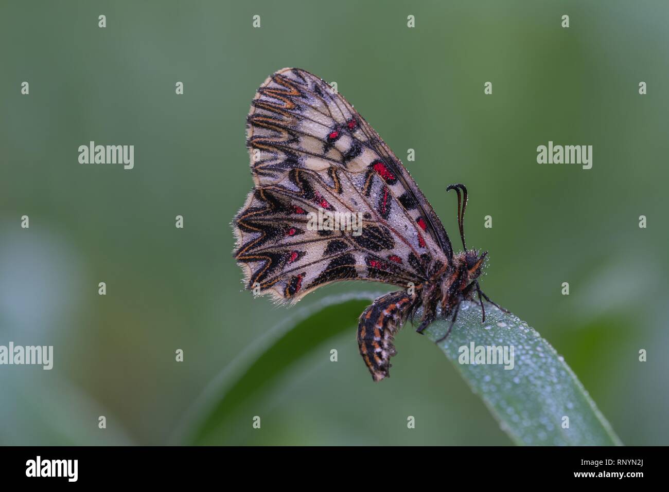 Festoon butterfly hi-res stock photography and images - Alamy
