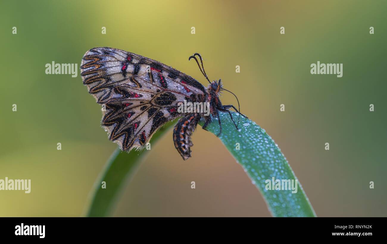 Outdoor pearls and insects hi-res stock photography and images - Alamy