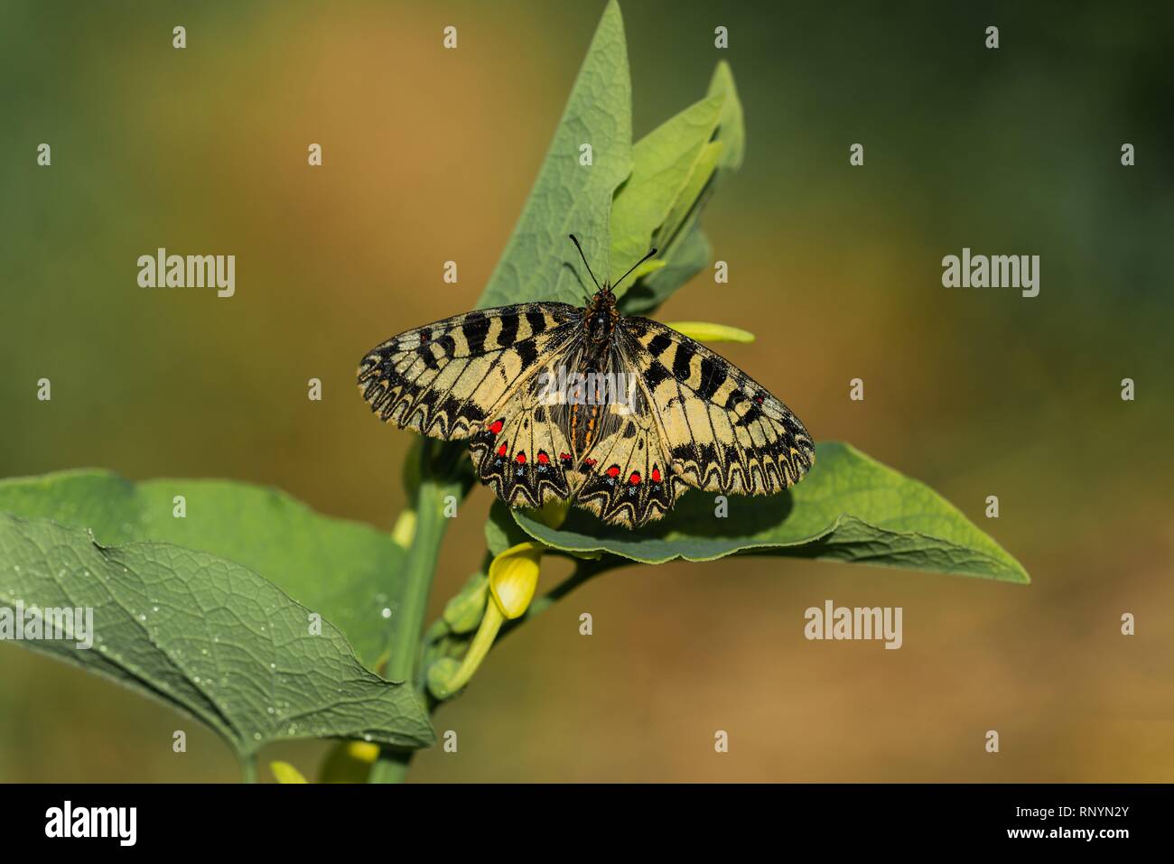 Festoon butterfly hi-res stock photography and images - Alamy