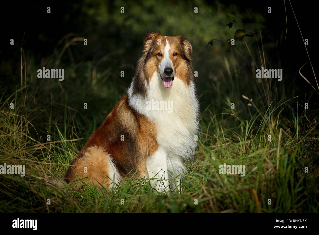 sitting longhaired Collie Stock Photo - Alamy