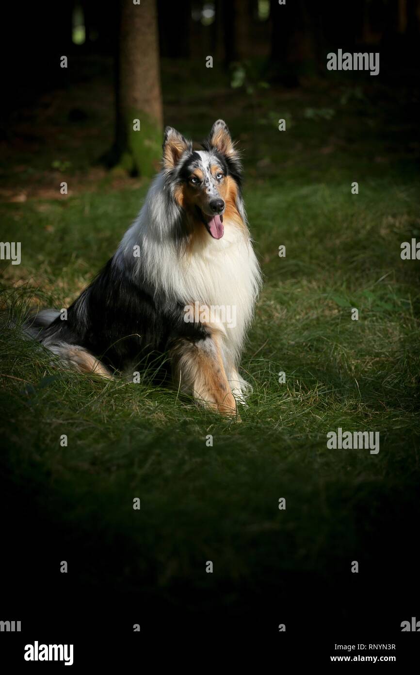 sitting longhaired Collie Stock Photo - Alamy