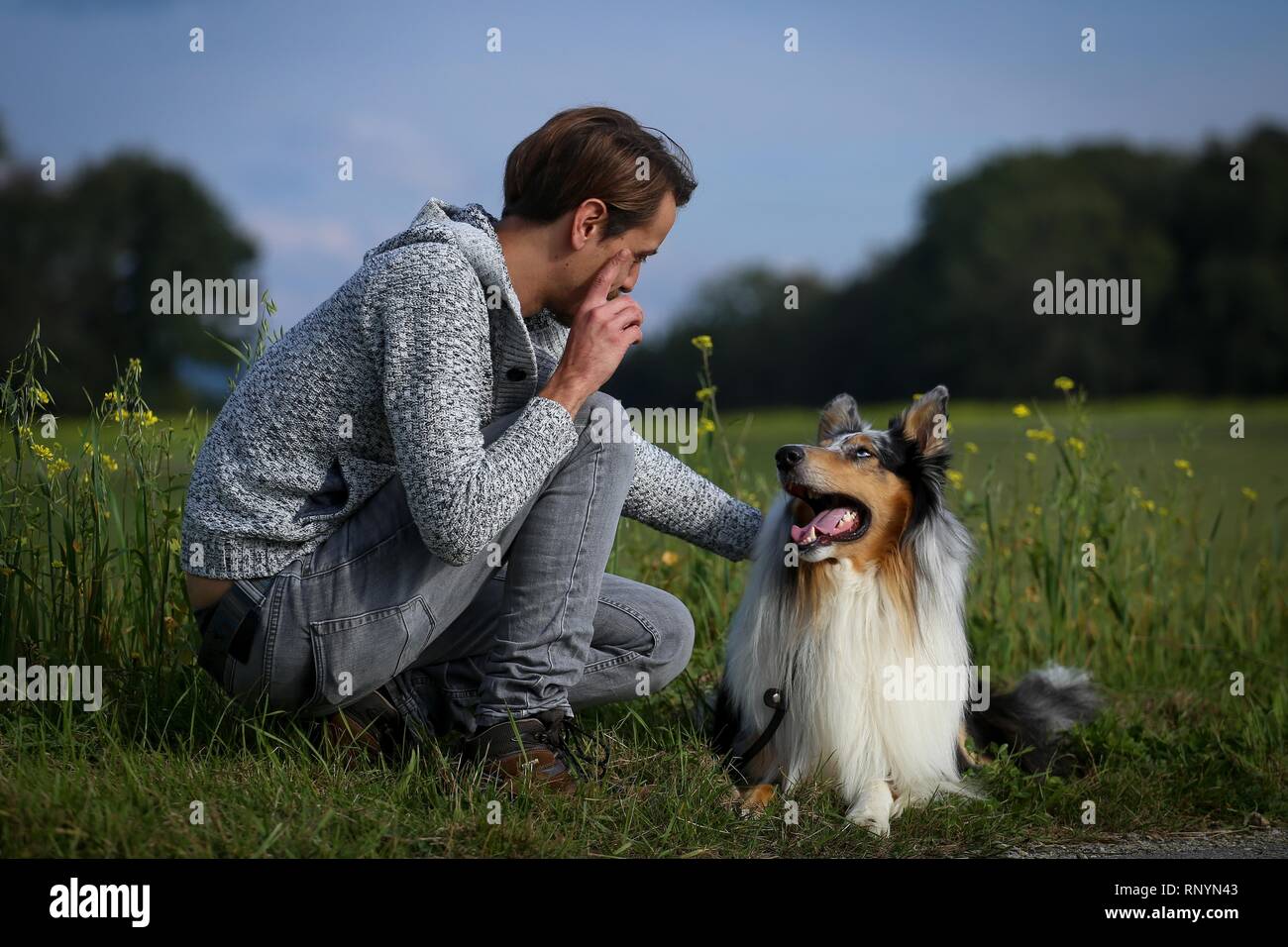 man and longhaired Collie Stock Photo - Alamy