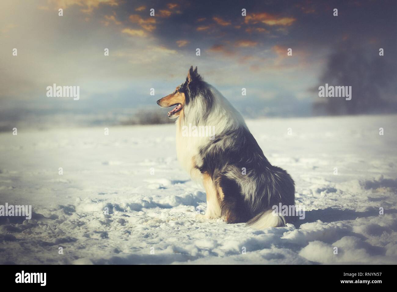 sitting longhaired Collie Stock Photo - Alamy